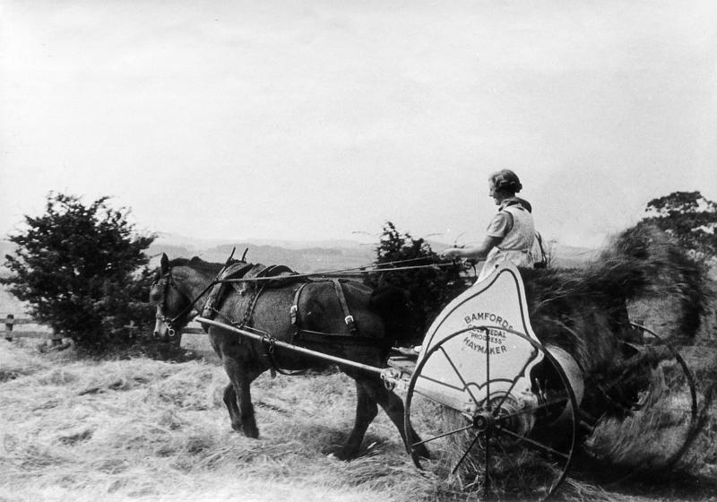 Exit/Old Photographs of Long Preston/People/haymaking with the Bamfords ...